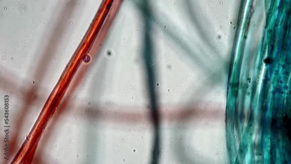 Three fibres of different colours are filmed under microscope 400x on ...