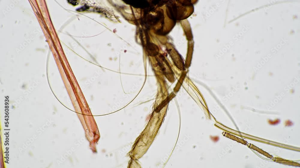 Mouthpart of mosquito whole mount in scientific slide shown under ...