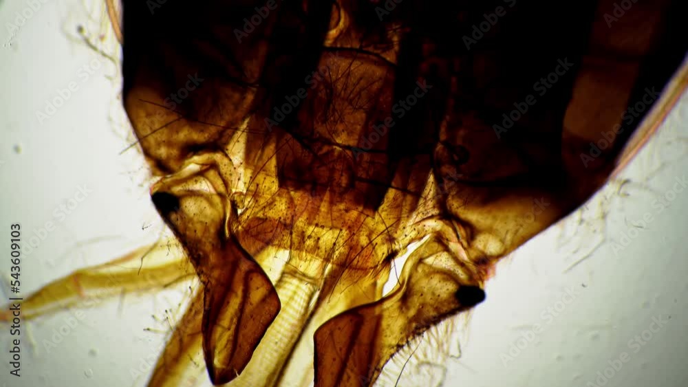 Mouthpart of honeybee whole mount magnified under microscope in 40 ...