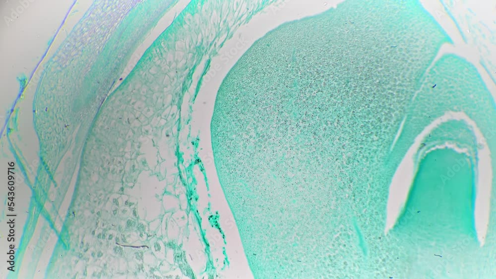 Seed of Zea mays in longitudinal section filmed in laboratory under ...