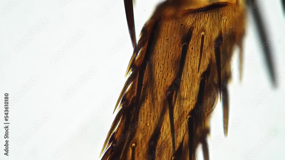 Microscopic slide of fly leg magnified in 400 times and filmed on ...