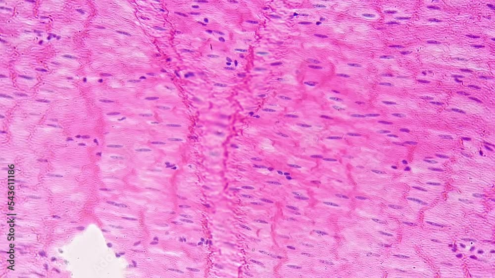 Large intestinal in transversal section filmed under microscope 200x ...