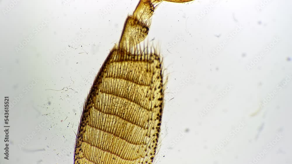 Leg of honeybee carrying pollen whole mount under microscope 40x on ...