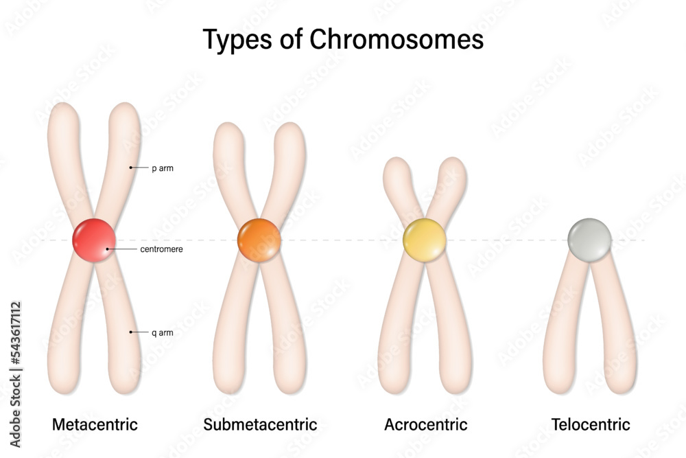 Type of chromosome. Metacentric, Submetacentric, Acrocentric ... Type of chromosome. Metacentric, Submetacentric, Acrocentric ...