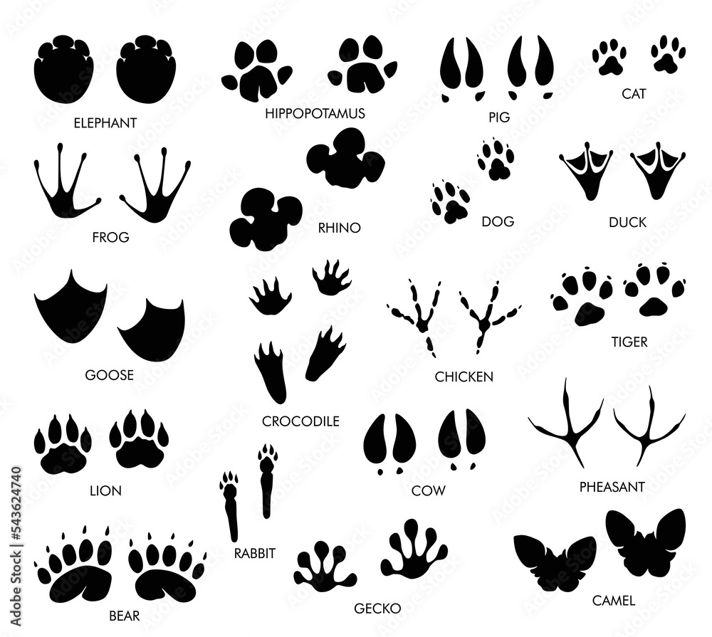 Animals feet tracks set with name. Black paw walking feet silhouette or ...