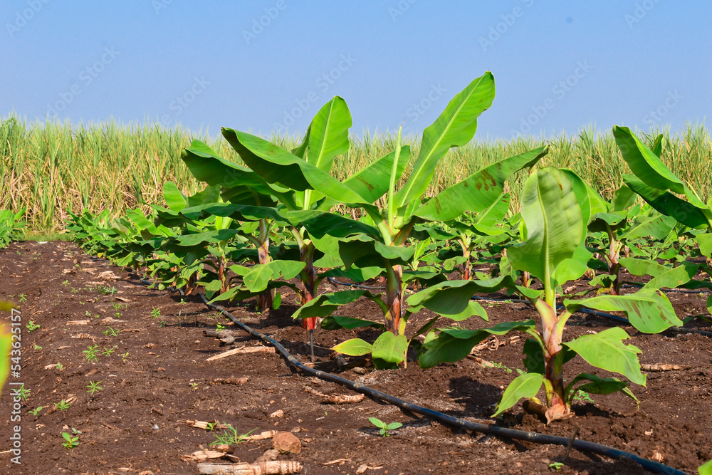 Small banana plants growing in a banana garden, Planting a banana ...
