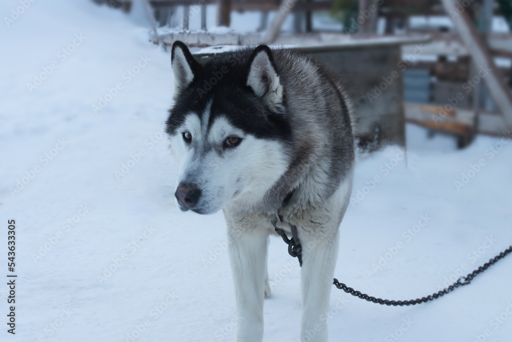 Siberian husky with a gray-white collar and brown eyes. Husky draught ...