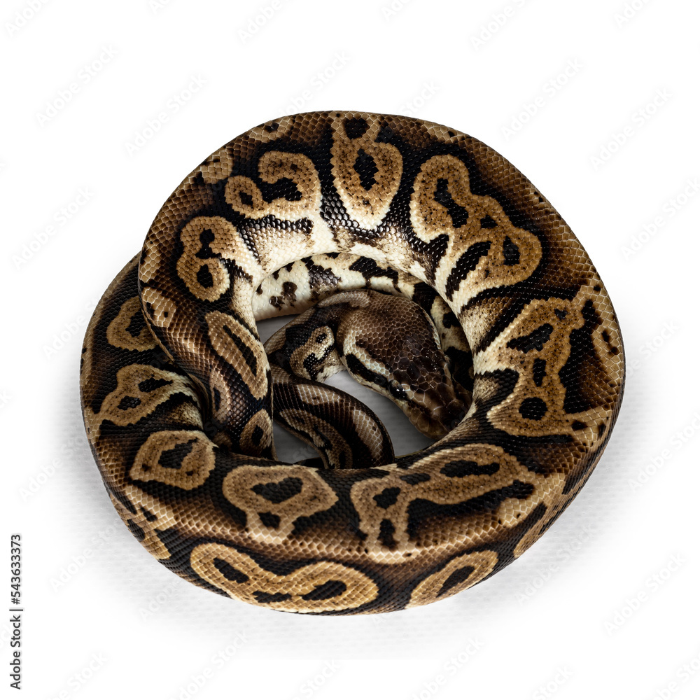 Top view curled up Ballpython aka Python regius, isolated on white ...