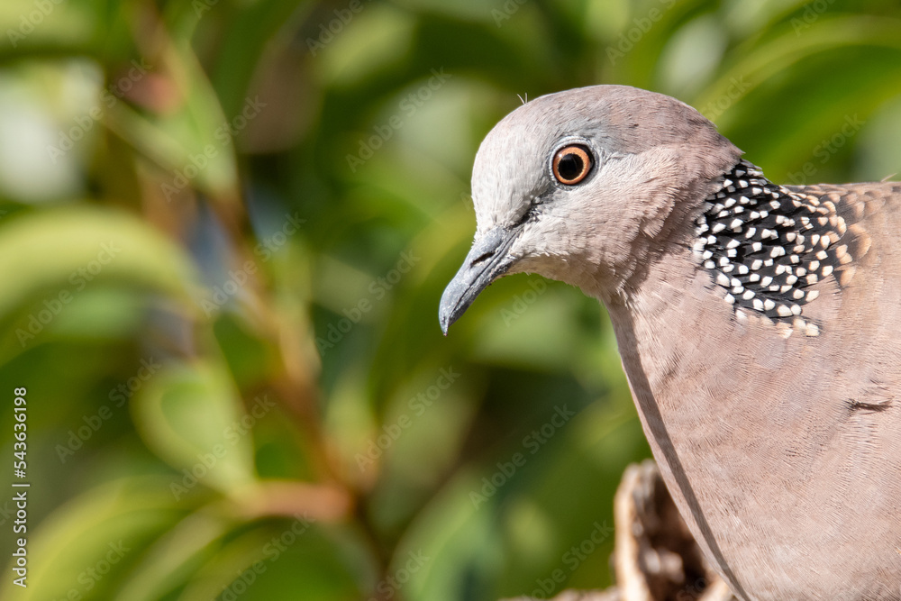 spotted dove Stock Photo | Adobe Stock