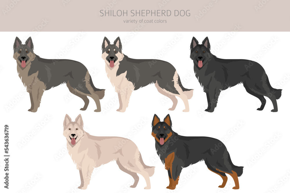 Shiloh Shepherd clipart. All coat colors set. All dog breeds ...