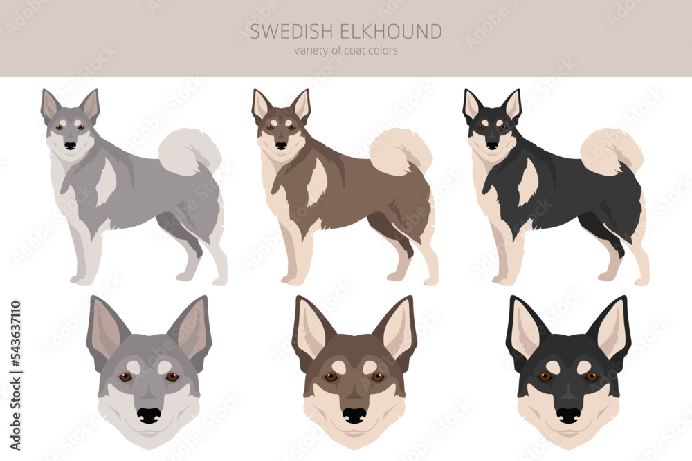 Swedish Elkhound clipart. All coat colors set. All dog breeds ...