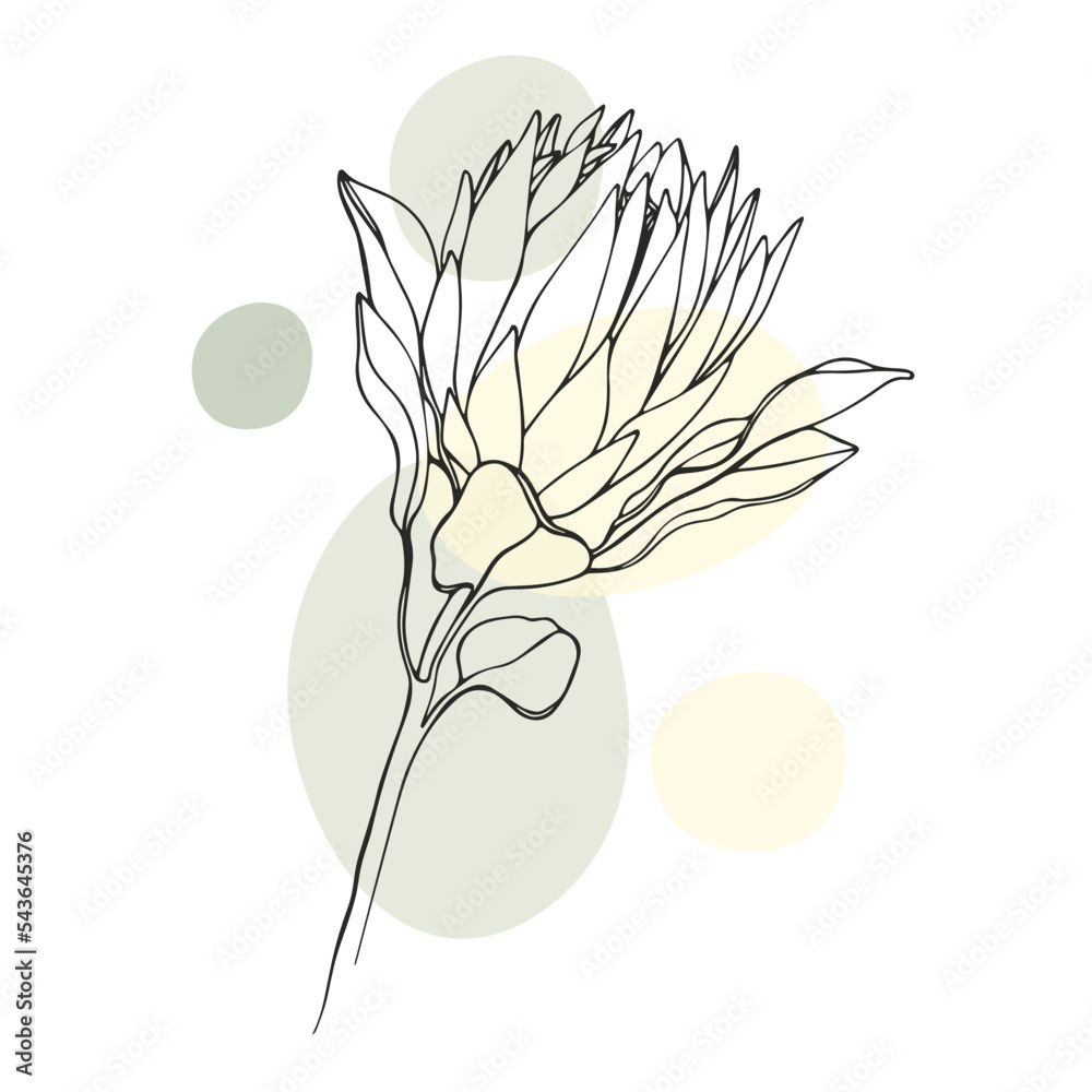 Protea with shapes on white background. Vector protea flower outline ...
