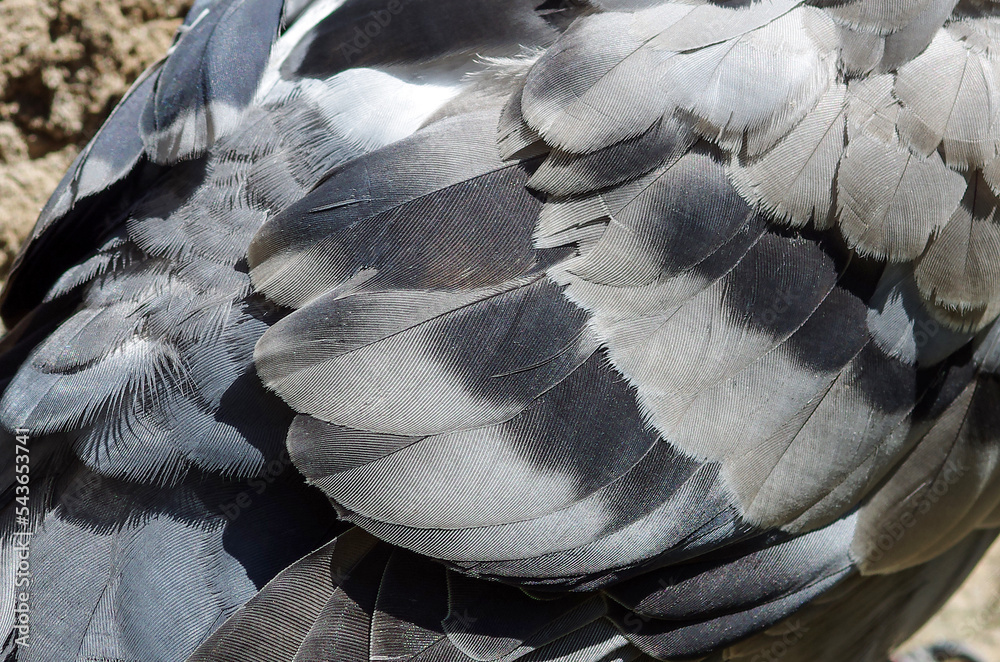 Dove. Feathers of a gray bird. Texture of feathers of a dove. Stock ...