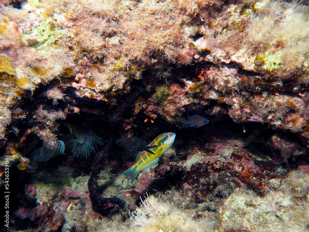 Scuba Diving and Underwater Photography Malta Gozo Comino - Wrecks ...