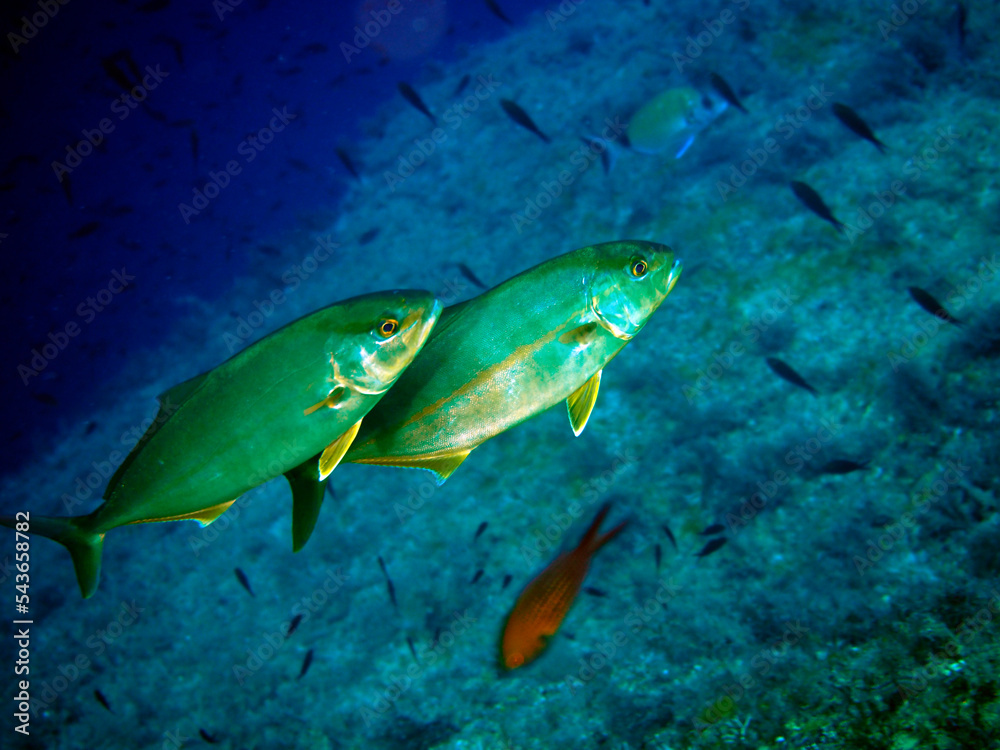Scuba Diving and Underwater Photography Malta Gozo Comino - Wrecks ...