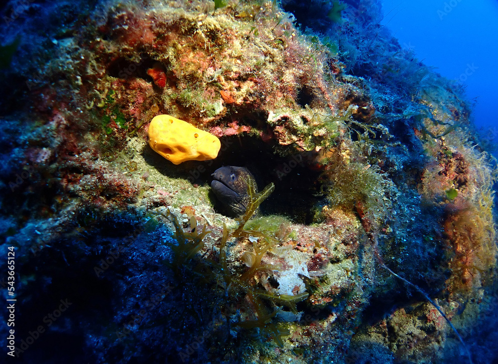Scuba Diving and Underwater Photography Malta - Wrecks Reefs Marine ...