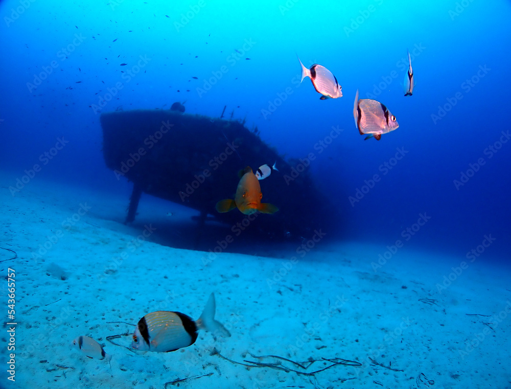 Scuba Diving and Underwater Photography Malta - Wrecks Reefs Marine ...