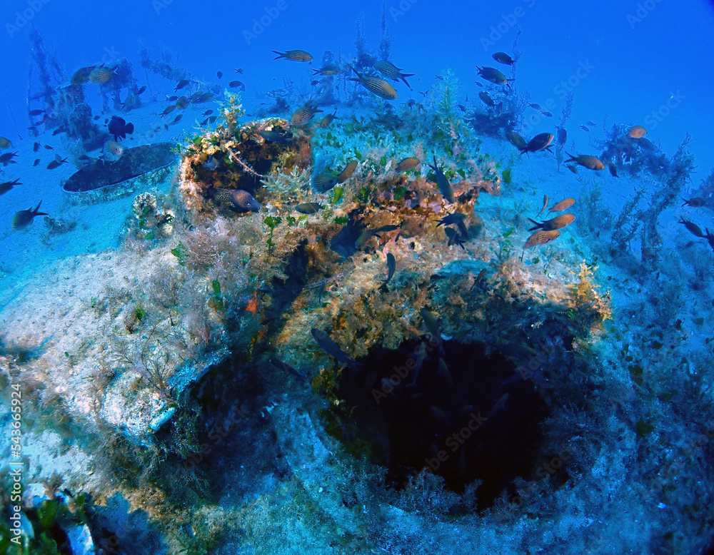 Scuba Diving and Underwater Photography Malta - Wrecks Reefs Marine ...