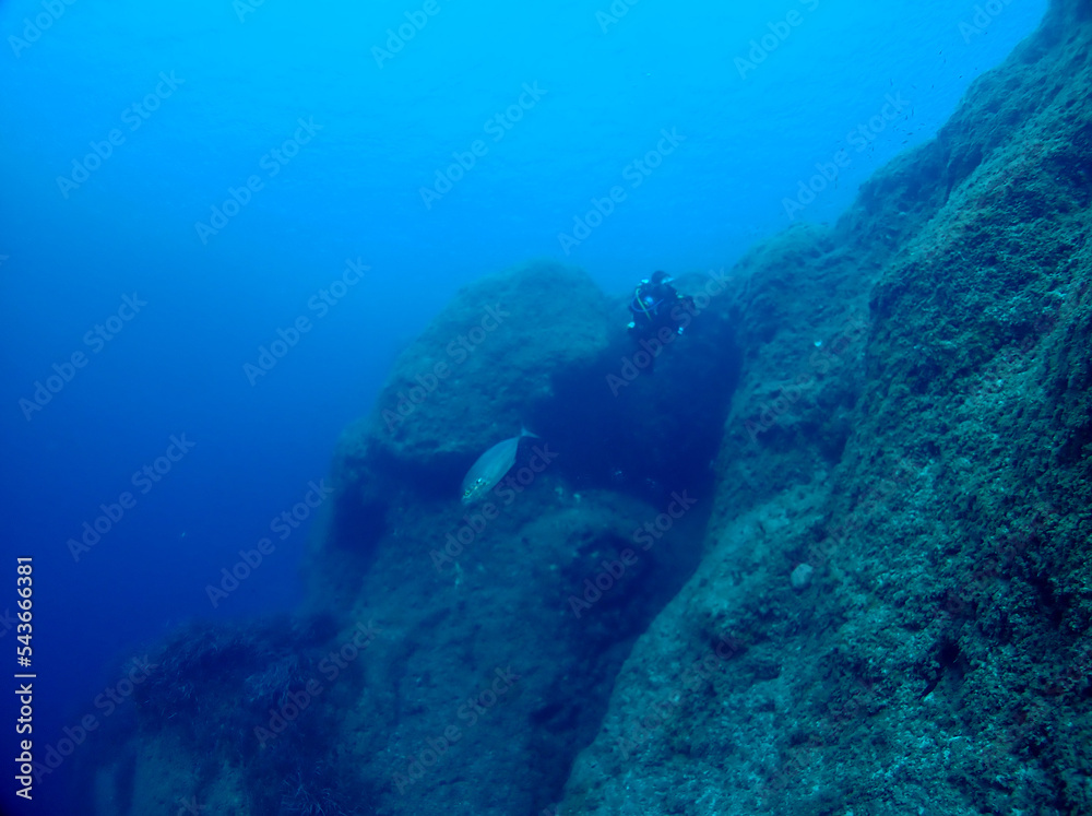 Scuba Diving and Underwater Photography Malta - Wrecks Reefs Marine ...