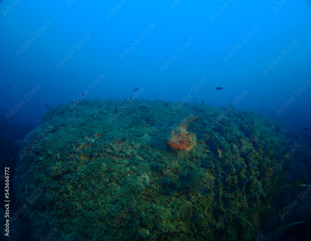 Scuba Diving and Underwater Photography Malta - Wrecks Reefs Marine ...
