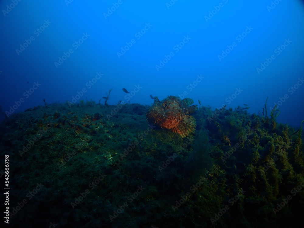 Scuba Diving and Underwater Photography Malta - Wrecks Reefs Marine ...