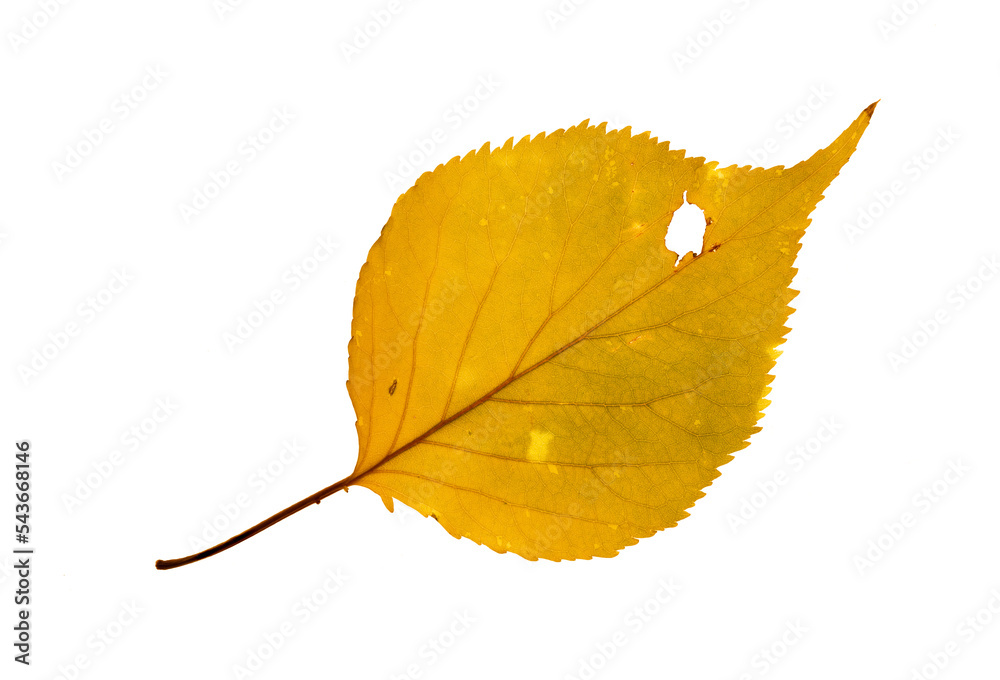 Single bright yellow aspen tree leaf with one large hole. In autumn ...
