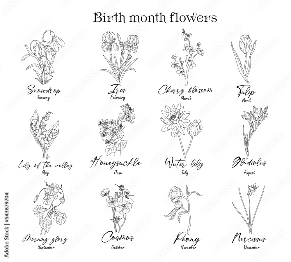 Set of flower line art vector illustrations. Snowdrop, iris, tulip ...