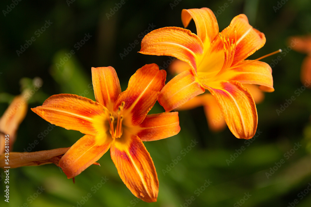 Tiger Lily, Lillium lancifolium close up of flower head with ...