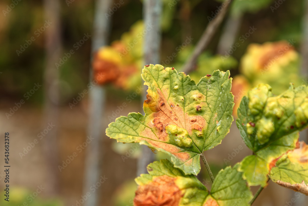 Currant disease in which red spots appear on the leaves. Anthracnose ...