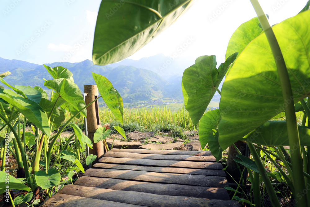 View of Terraced rice field - SaPa, Vietnam. One of the most famous ...