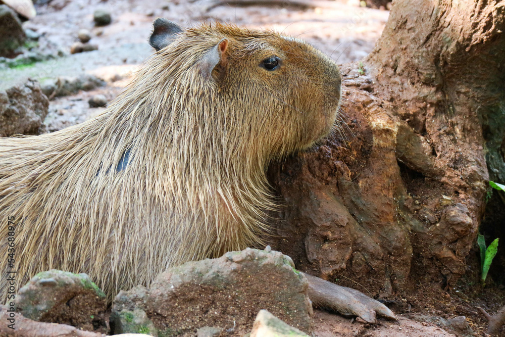 Capybara (Hydrochoerus hydrochaeris) at Ragunan Zoo, Jakarta. Stock ...