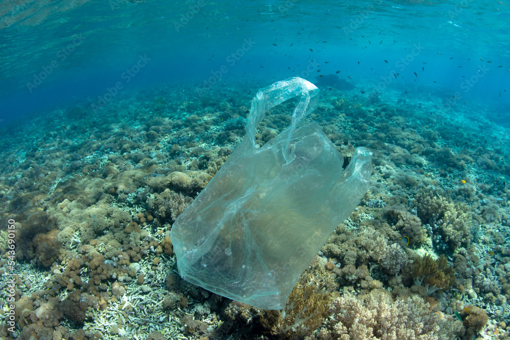 A plastic bag drifts over a coral reef in Indonesia. Plastics can carry ...