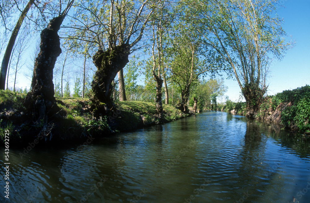 85; France; Frêne; Frêne têtard; Marais Poitevin; Parc naturel régional ...