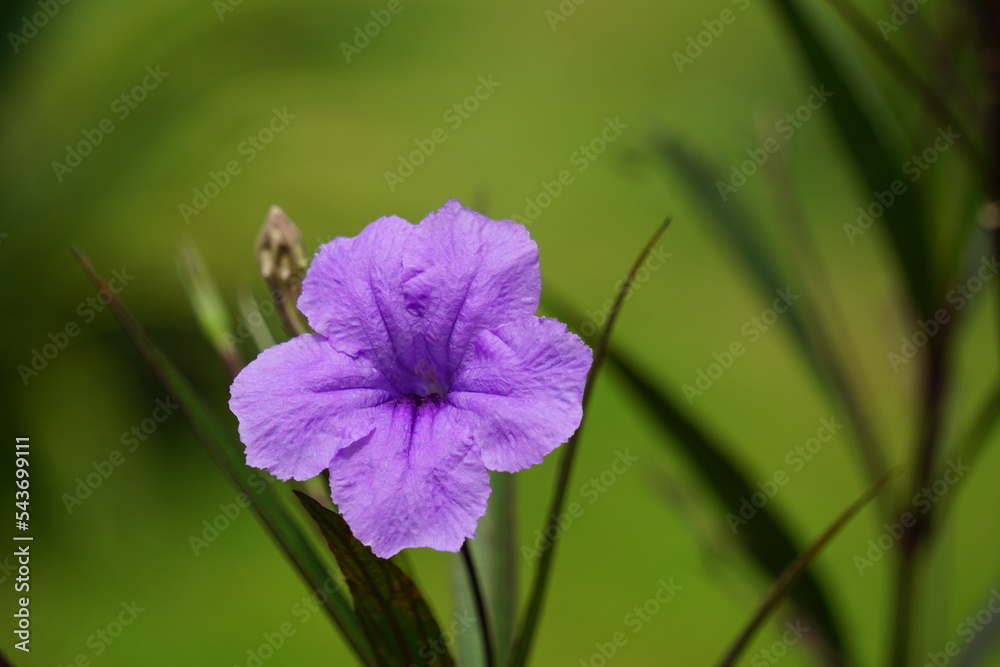Ruellia simplex (also called kencana ungu, rawelia, rolia, rowlea) with ...