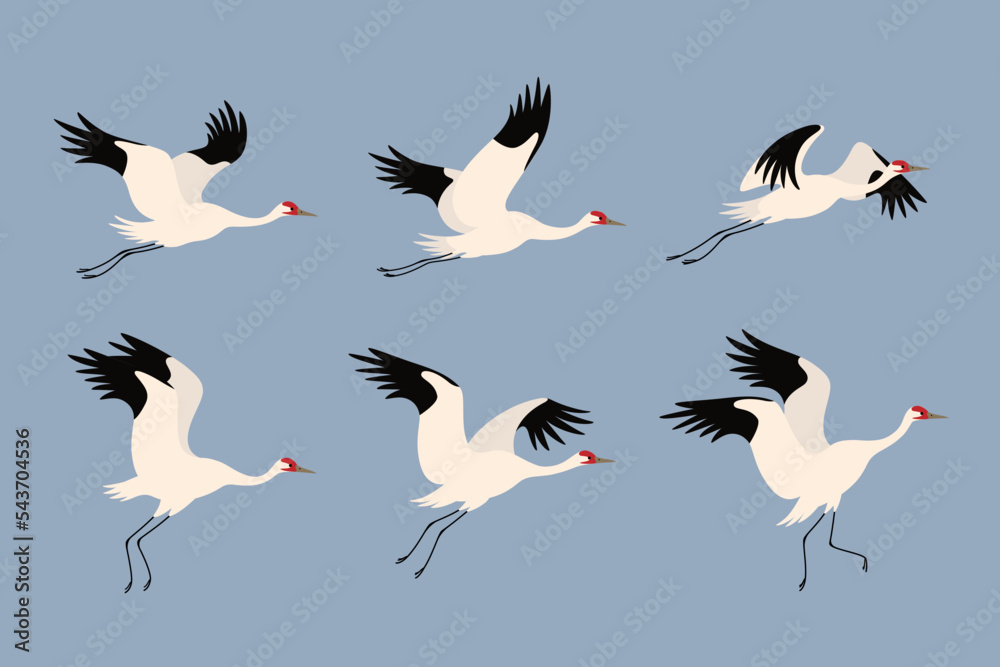 Siberian crane flying. Cute bird in different poses. Vector ...