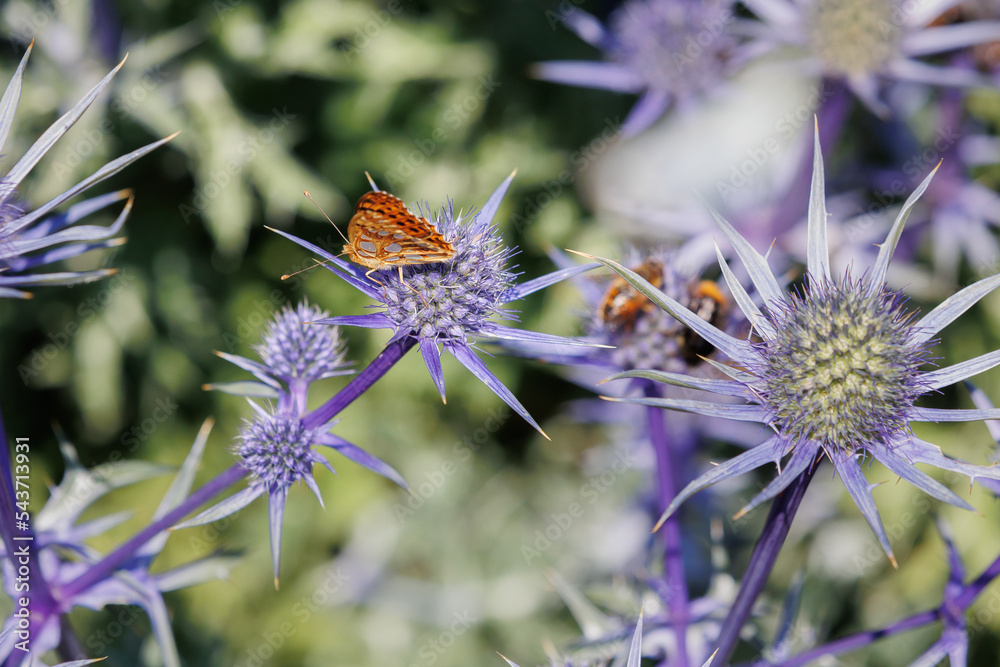 Beautiful Orange Butterfly and Bees over Eryngium Alpinum, the alpine ...