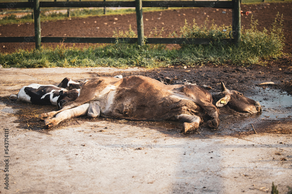 Dead cow and calves lying at the farm. Domestic animals disease and ...