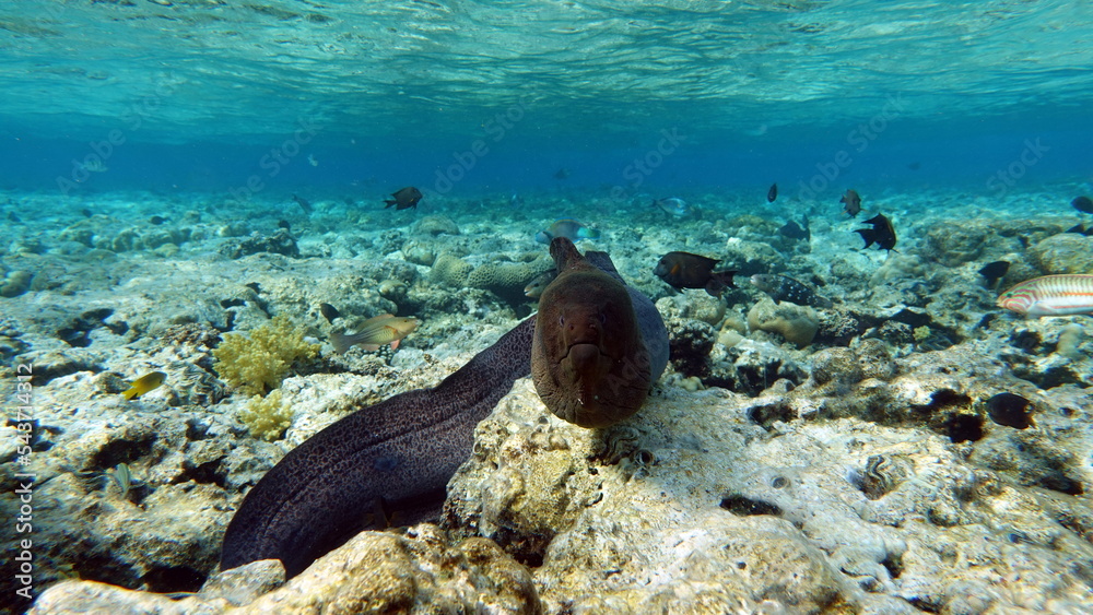 The Giant Moray Eel is the largest & most common of the Moray Eels in ...