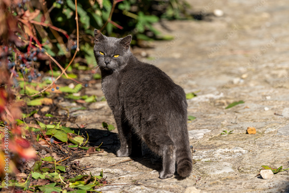 Chat noir Stock Photo | Adobe Stock