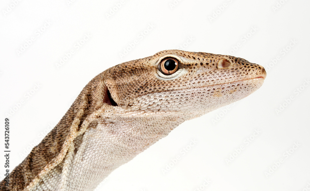 Trauerwaran // Black-headed monitor, black-tailed monitor (Varanus ...