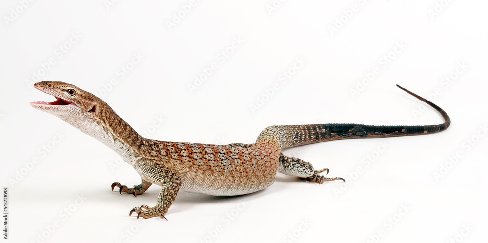 Black-headed monitor, black-tailed monitor // Trauerwaran (Varanus ...