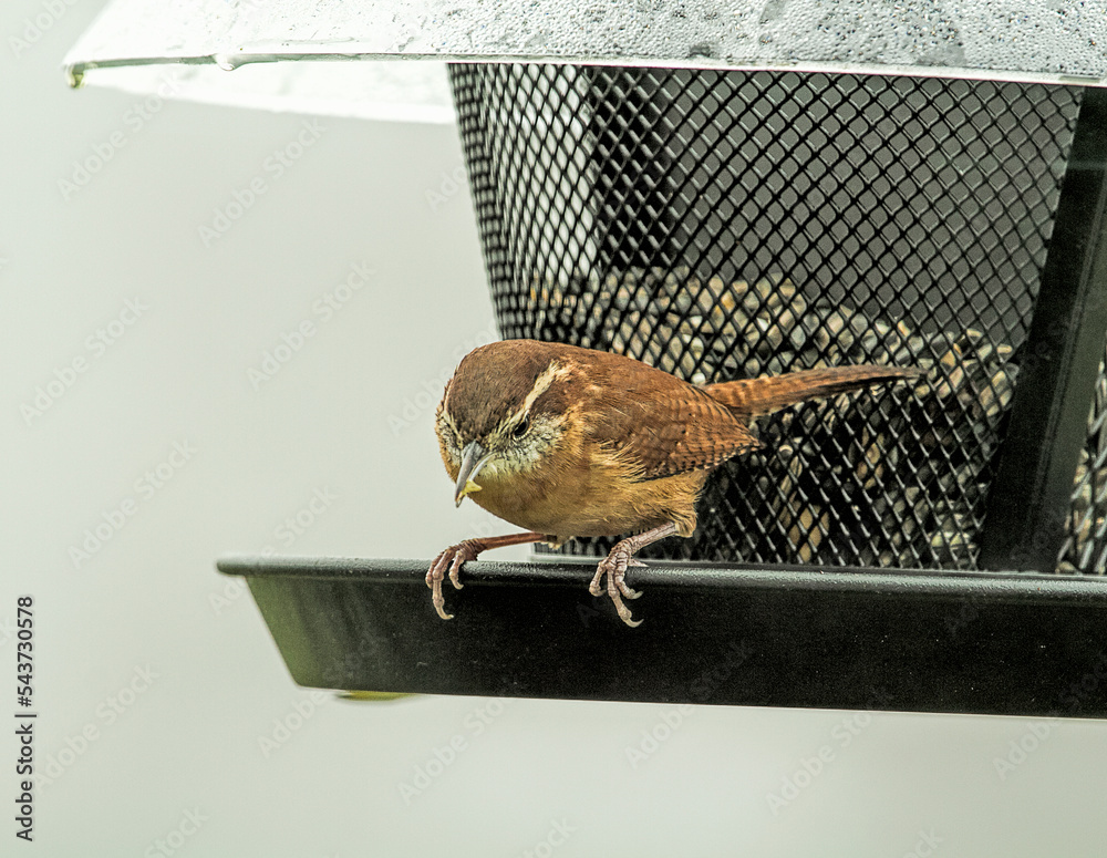 Short little stocky Wren chilling and feeding at a bird feeder. Close ...