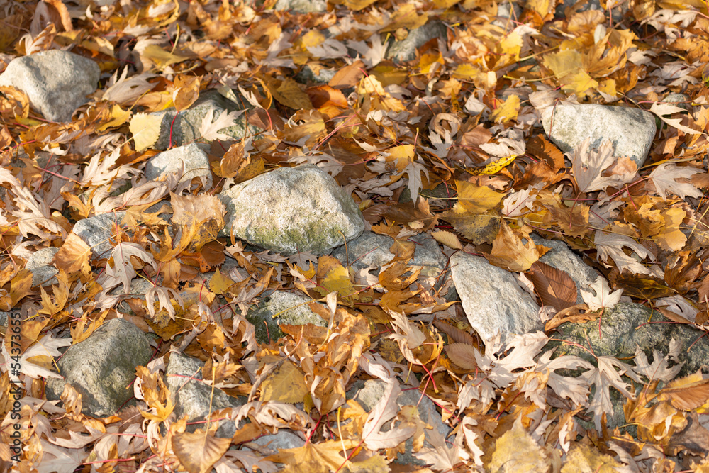 autumn leaves on the rocks Stock Photo | Adobe Stock