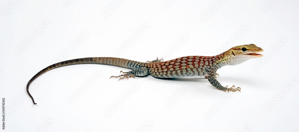 Trauerwaran // Black-headed monitor, black-tailed monitor (Varanus ...