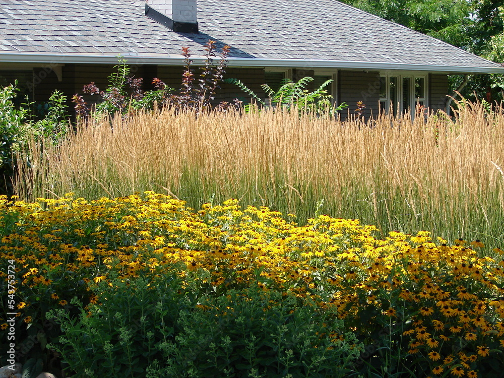 xeriscape garden with Karl Foerster grass and black eyed susans ...