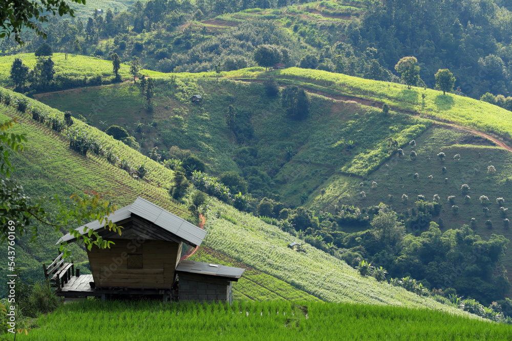 Beautiful scenery of Pa Bong Piang rice terraces. Rice fields on a hill ...