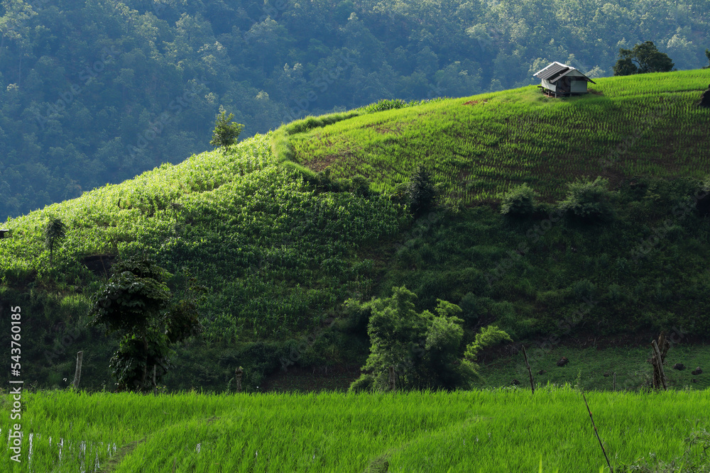 Beautiful scenery of Pa Bong Piang rice terraces. Rice fields on a hill ...