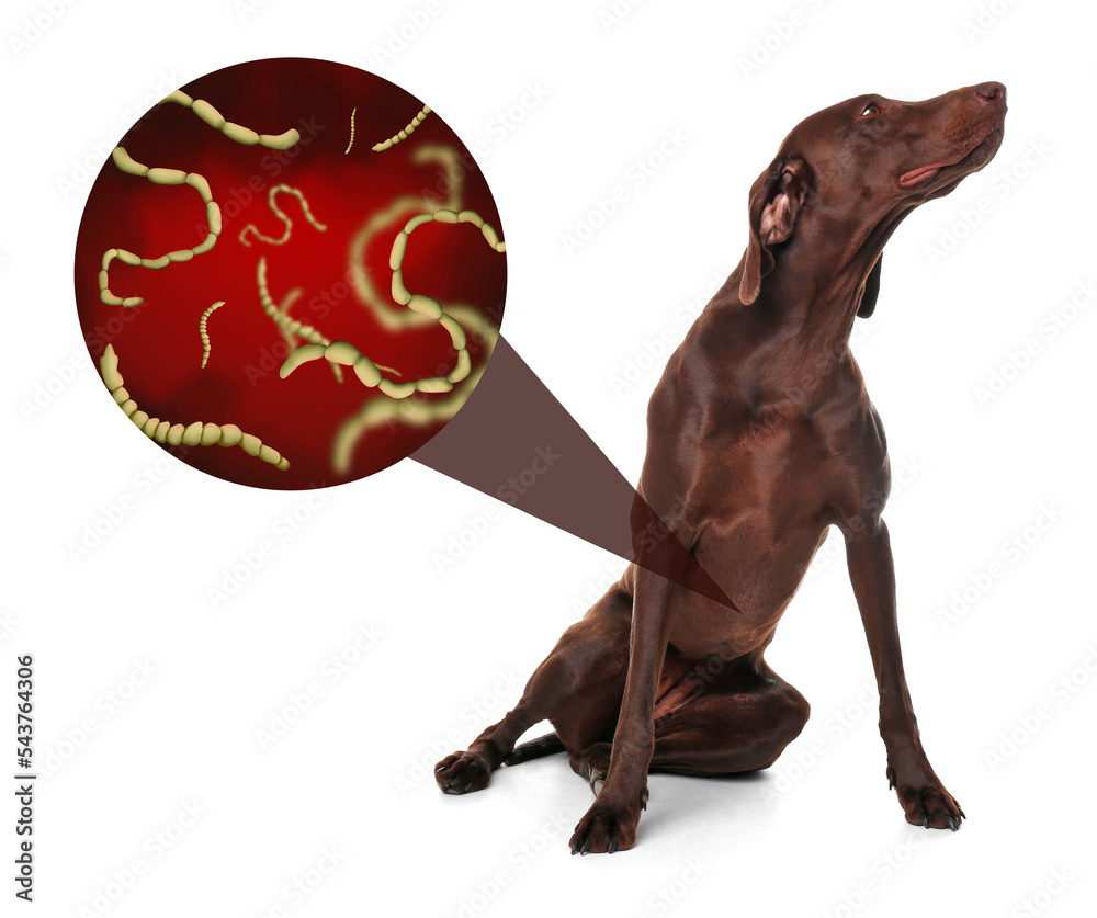 Cute dog and illustration of helminths under microscope on white ...