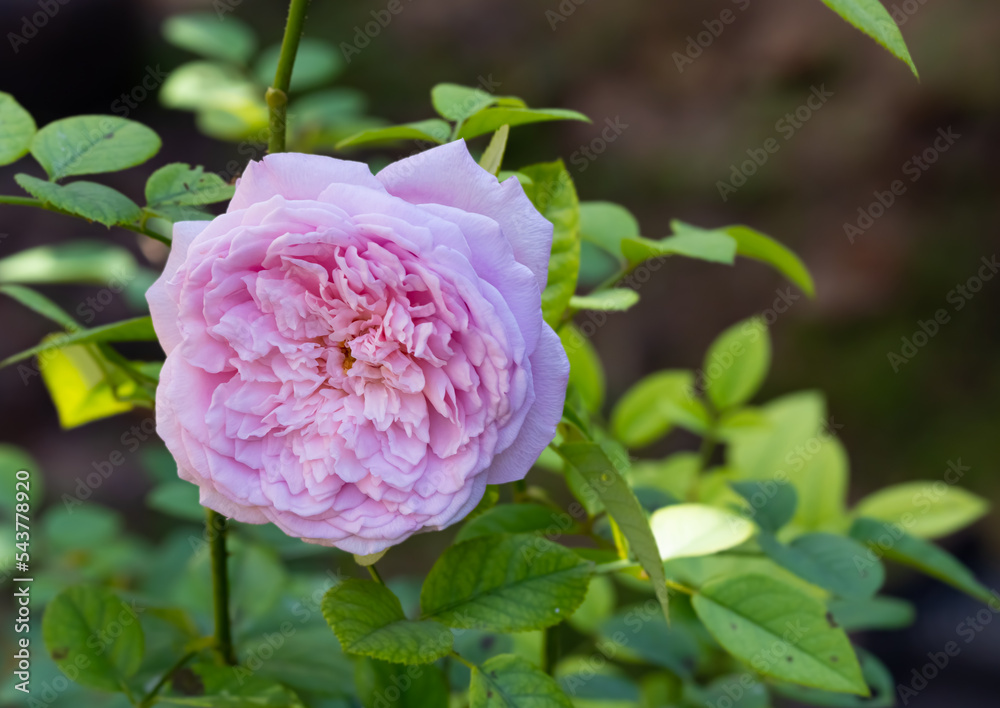 Spirit of freedom rose, soft pastel pink, sweet color, English rose is ...