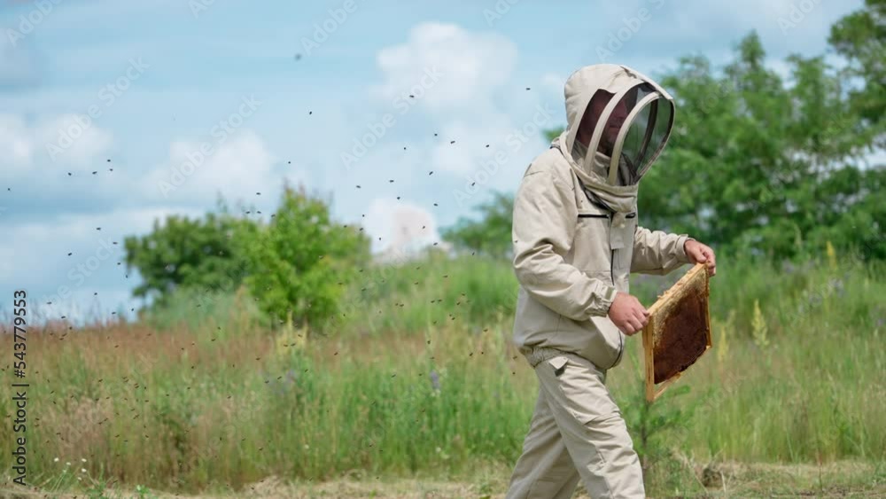 Outfitted apiculturist holds a frame coated with bees. Farmer shakes ...